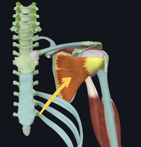 Muscles Of The Scapula And Humerus And Clavicle Flashcards Quizlet