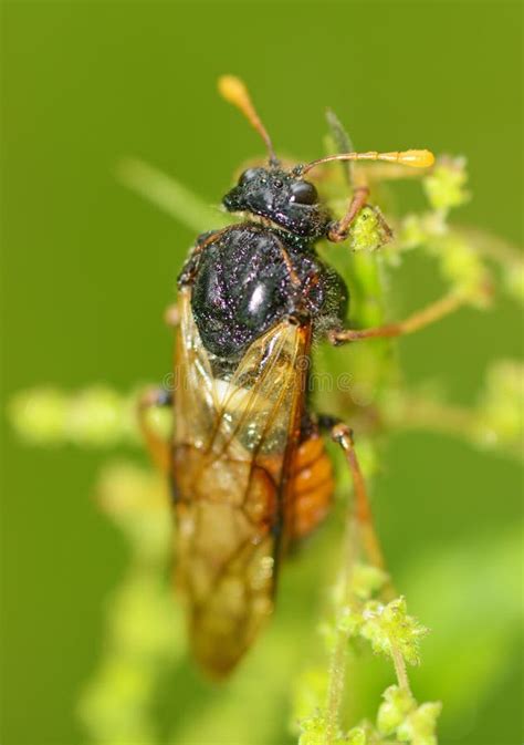 Meadow Insect Cicada Stock Image Image Of Insect Forest 120505343