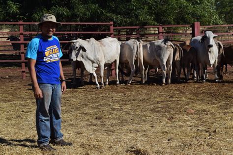 Timeless The Link Between Rumen Microbes And Cattle Performance