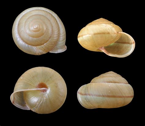 Satsuma Chengi Rare Malacology