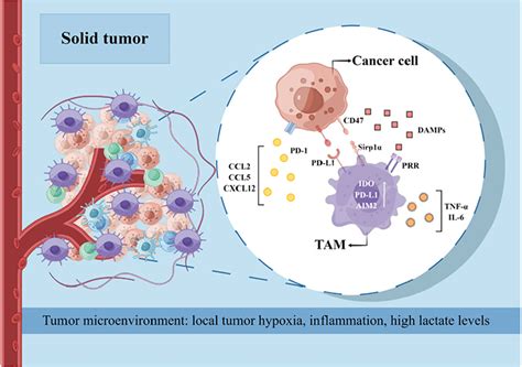 Macrophages As Potential Targets In Gene Therapy For Cancer Treatment