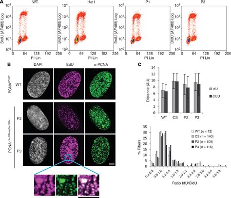 Figure 2 From Hypomorphic Pcna Mutation Underlies A Human Dna Repair Disorder Semantic Scholar