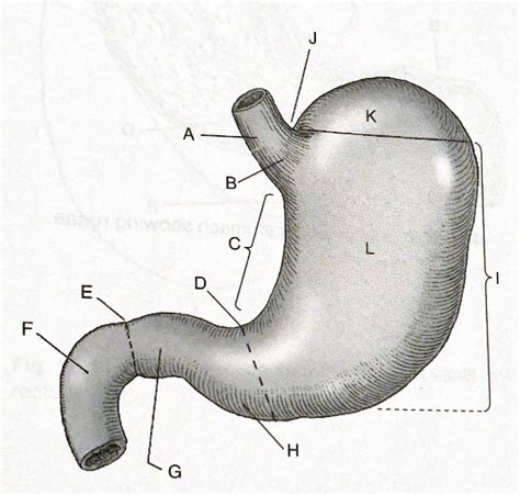 Digestive System Diagram Diagram Quizlet