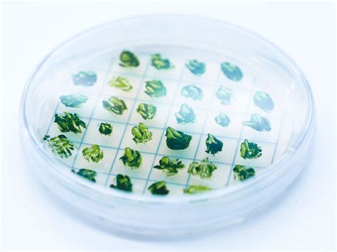 Fattened Genetically Engineered Algae Might Be The Next Great Oil