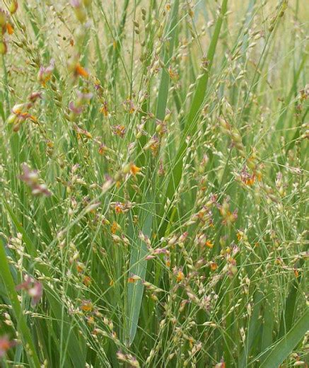 Panicum Virgatum Switch Grass