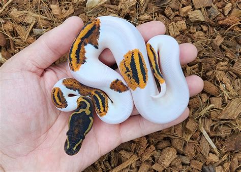 Yellow Belly Pied Ball Python By Bobs Balls Morphmarket