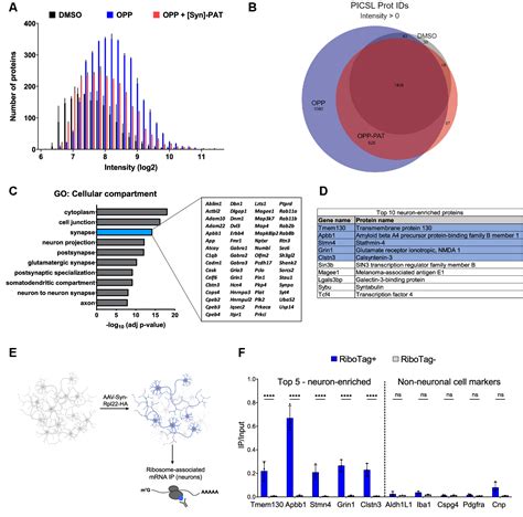 Figure 1 From Cell Type Specific Labeling Of Newly Synthesized Proteins By Puromycin