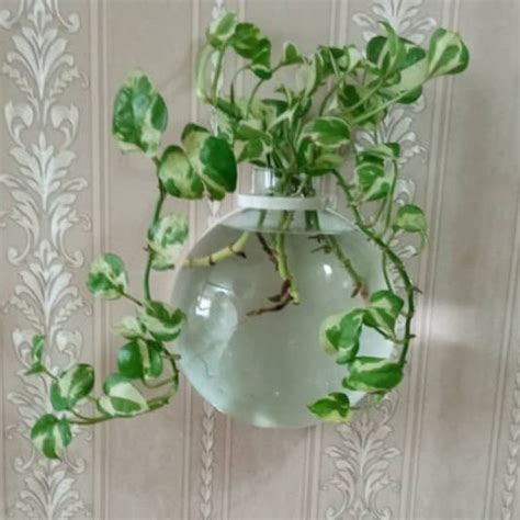 خرید و قیمت گلدان شیشه ای دیواری گرد از غرفه متفاوت خرید کن