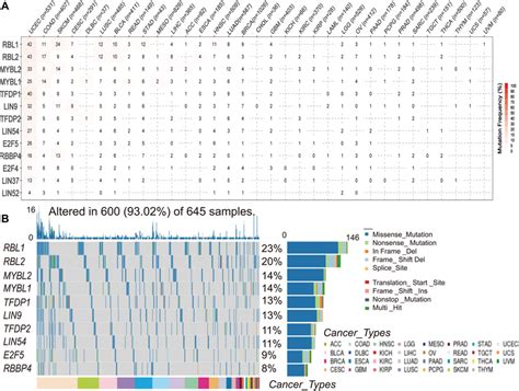 Single Nucleotide Variation Snv Frequency And Variant Types Of The