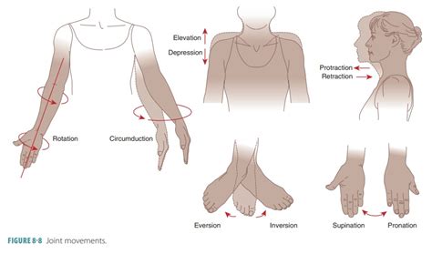 Types Of Joint Movements