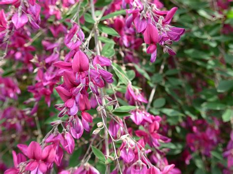 Lespedeza Thumbergi Desmodium Penduliflorum