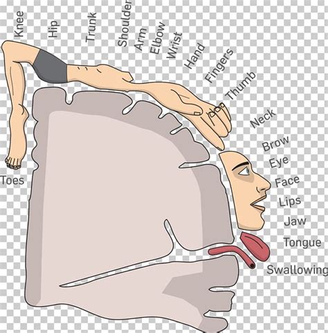 Primary Somatosensory Cortex Homunculus