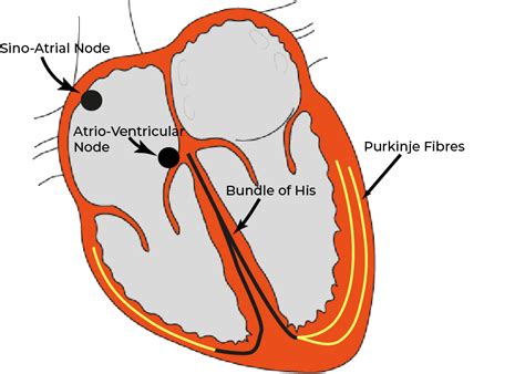 Cardiac Electrical Pathways Critical Care Practitioner
