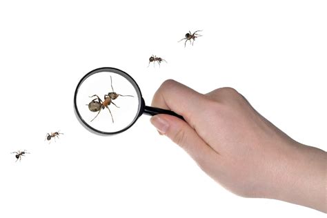 Dont Let These Pests Take Over Bug Daddy Ok Guide To Identifying And