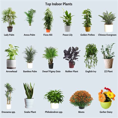 The Ultimate Guide To Finding The Best Indoor Plants For Colorado In