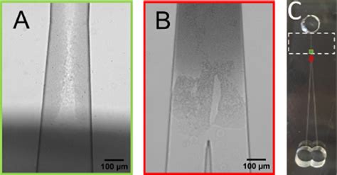 Hydrogels Fabricated With A 02 Benzophenone And B 02 Irg In Download Scientific Diagram