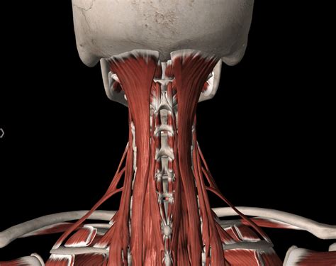Multifidus Cervical