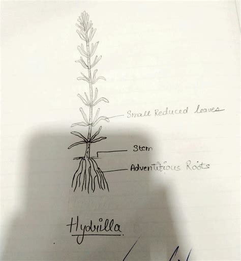 Solution Hydrophytes Short Notes Studypool