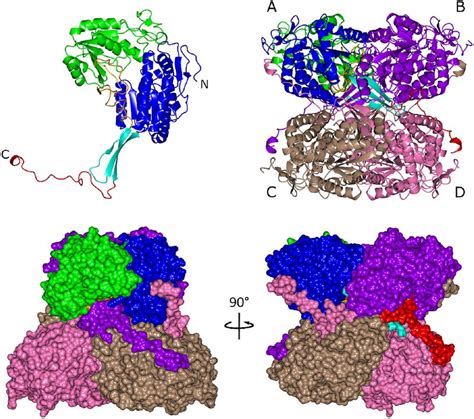 Top Aldh Tt Monomeric And Tetrameric Domain Architecture In Ribbon Download Scientific Diagram