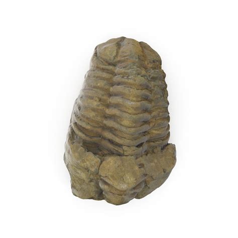 Trilobite Fossil 02 Versiones Low And High Poly Modelo 3d 15 3ds