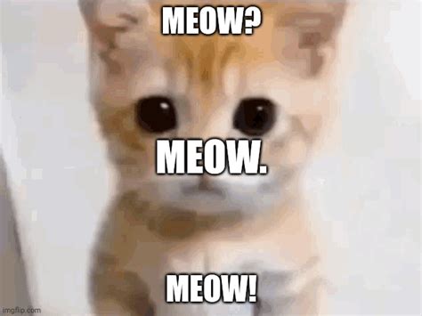 El Gato Imgflip