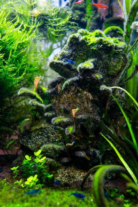 Algae In A Freshwater Aquascape A Home Dirty Aquarium With Fish Shrimp And Plants Overgrown