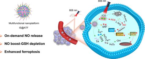 Multifunctional Nanoplatform With Near Infrared Triggered Nitric Oxide Release For Enhanced