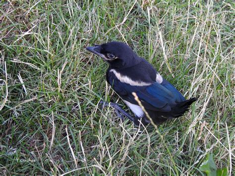 Pasari Din Romania Cotofana Pica Pica