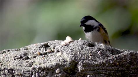 Tiny Tit Videos And Hd Footage Getty Images