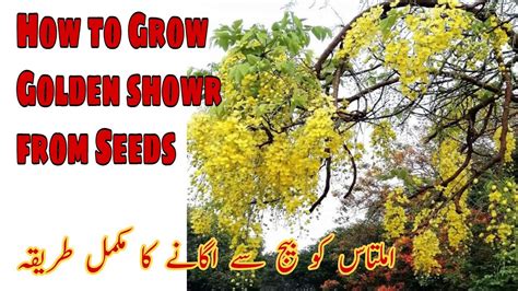 How To Grow Golden Shower Tree From Seeds In Seedling Trays Gardening