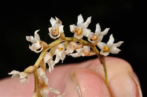 Dendrochilum Apiculatum Orchidaceae