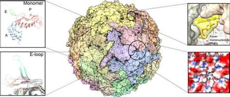 Recent Advances In The Structural Biology Of Encapsulin Bacterial