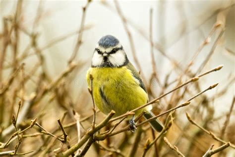 Blue Tit Perched In Hedge Looking Straight On Stock Photo Image Of Looking Beak