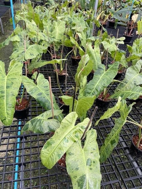 Philodendron Paraiso Verde 5 Secrets To Perfect Growth