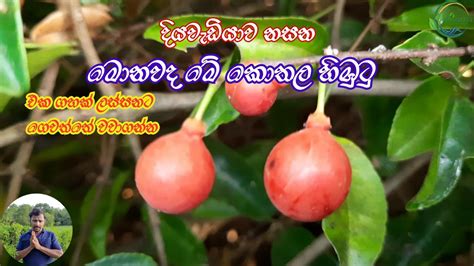 කොතල හිඹුටු කියන්නේ මොනවද Youtube