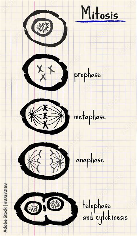 Vector Drawing Mitosis Stock Vector Adobe Stock