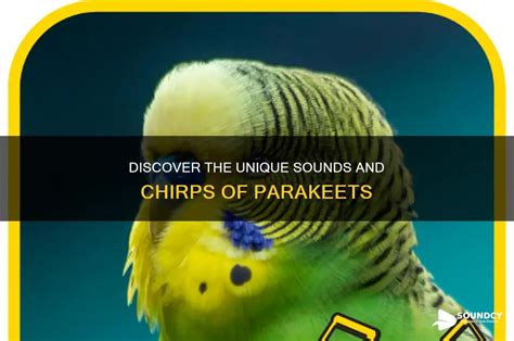 Discover The Unique Sounds And Chirps Of Parakeets Soundcy