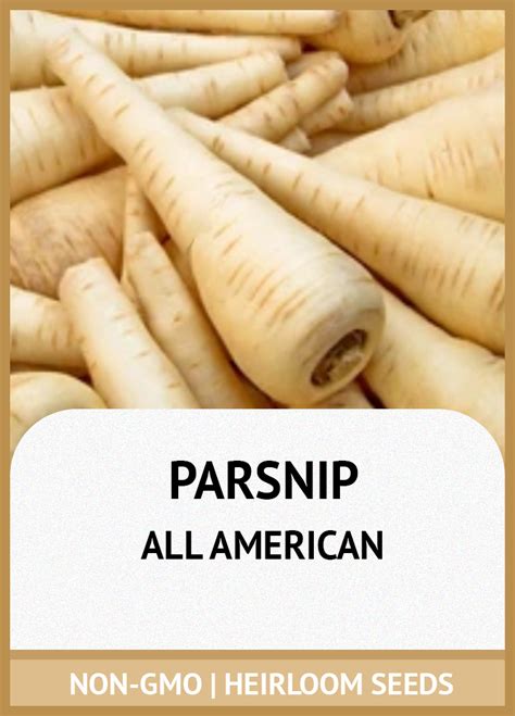 All American Parsnip Growing Guide Fine Seeds All American Parsnip Growing Guide Fine Seeds