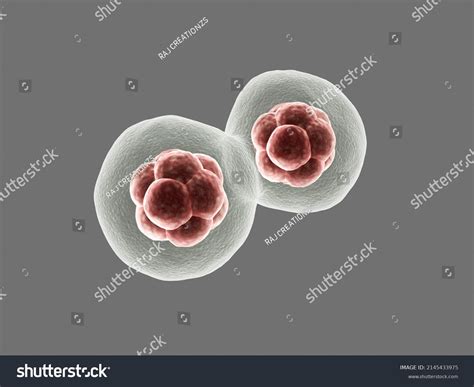 3d Rendered Zygote Cell Division Isolated Stock Illustration 2145433975