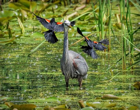 Territorial Behavior Photograph By Rick Fisk