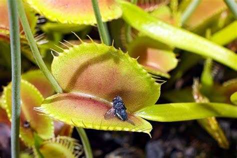 Carnivorous Plants With Names