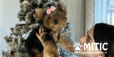 Jorksirski Terijeri Decak I Devojcica Prodaja Pasa Pomeranac Maltezer Cena Beograd