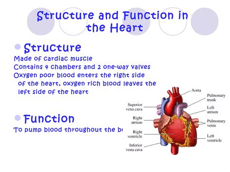 Human Body Structure And Function Ppt