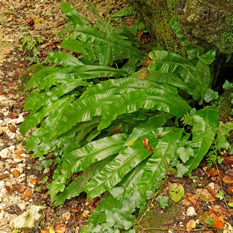 Asplenium Scolopendrium