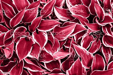 신선한 잎으로 만든 추상 빨간색 비바 마젠타 배경 2023년 올해의 색상 컨셉 상위 뷰 0명에 대한 스톡 사진 및 기타 이미지 0명 개념 계절 Istock