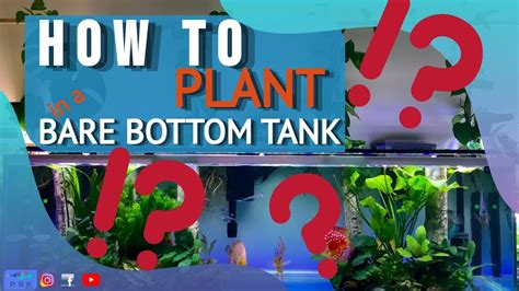 How To Plant On A Bare Bottom Tank Small Upgrade On My Discus Tank