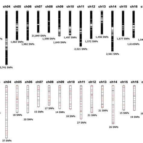 Snp Distribution On 20 Pumpkin Chromosomes Horizontal Lines On Each