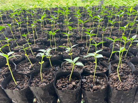 Seed Propagation Putz Agarwood Farm