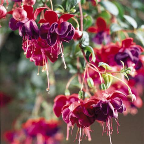 Dark Eyes Trailing Fuchsia Fuchsia Hybrid Proven Winners