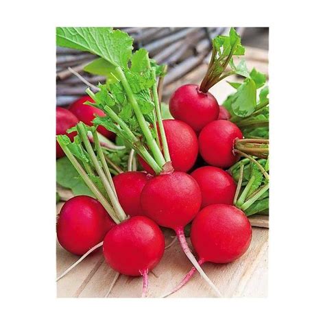 Radis 1 U Domaine Du Kheir Locavor Fr